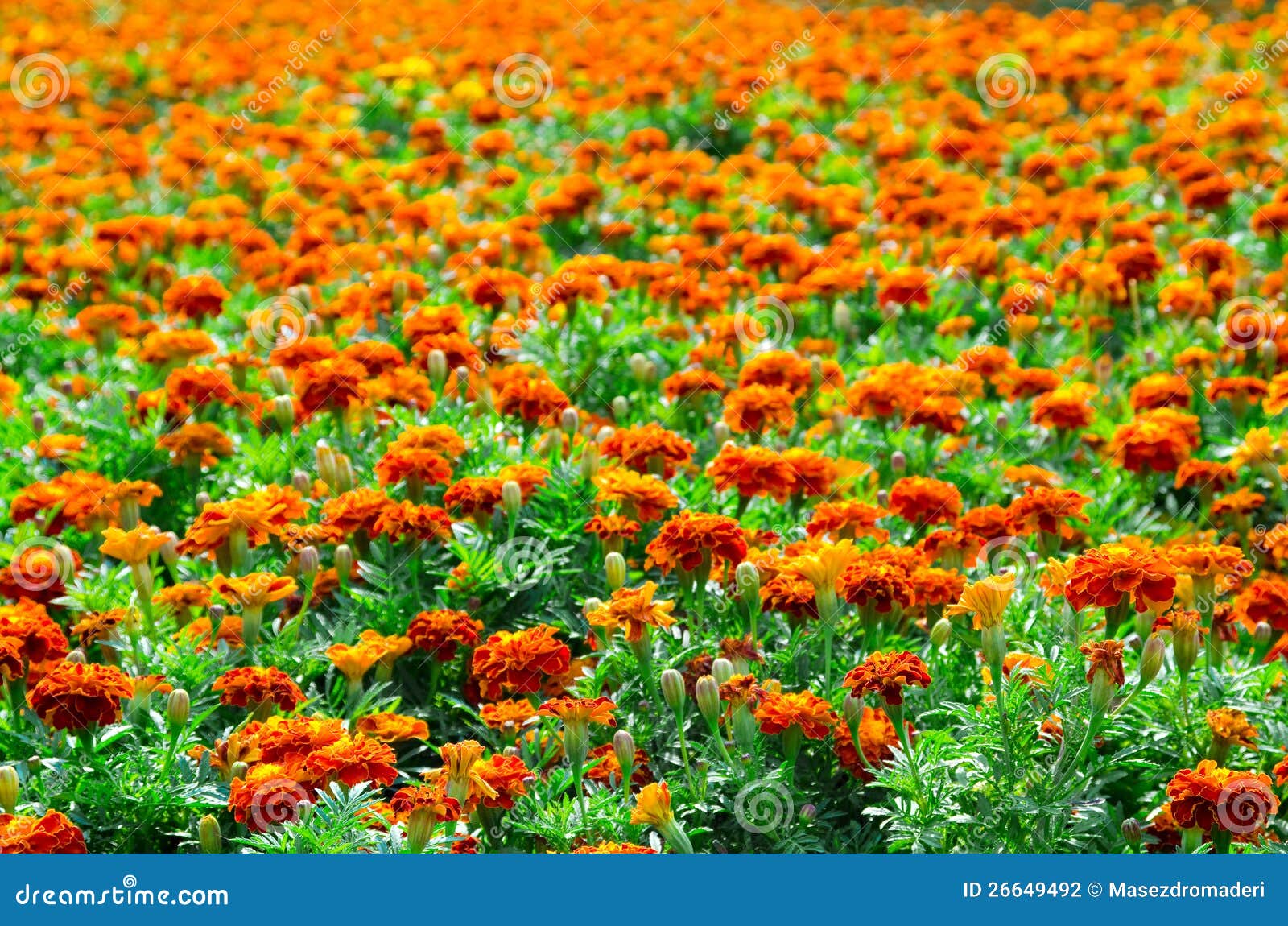 19,913 Marigold Field Photos - Free & Royalty-Free Stock Photos from ...