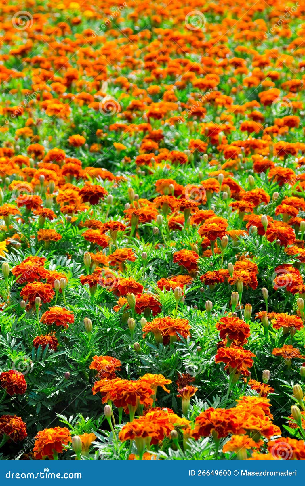 Marigold field stock photo. Image of beautiful, field - 26649600