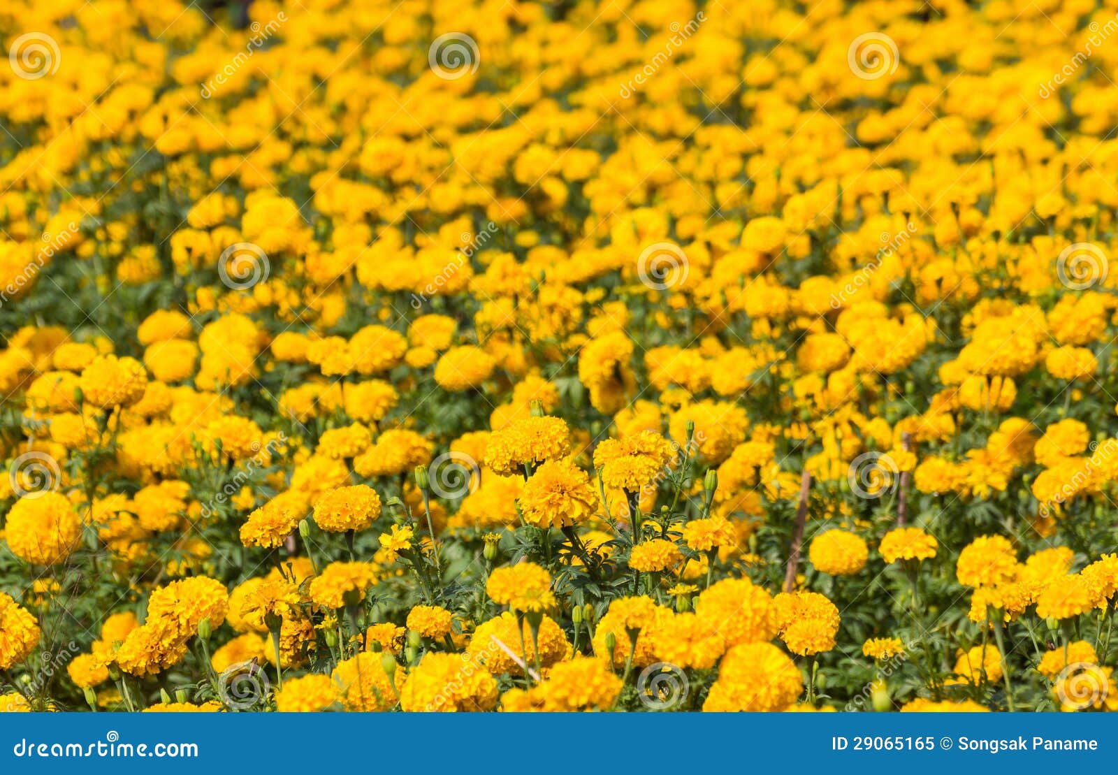 Marigold field stock image. Image of beautiful, cheerful - 29065165