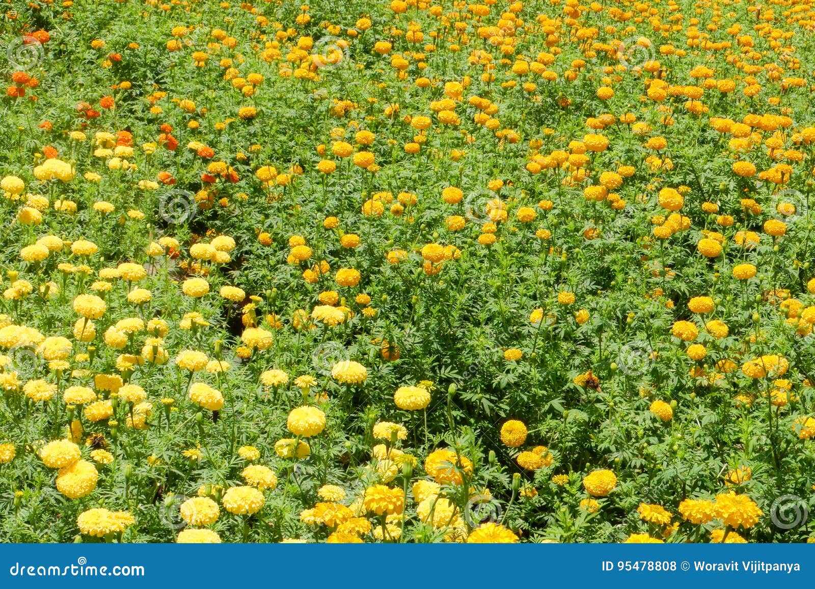 Marigold field stock photo. Image of field, plantation - 95478808