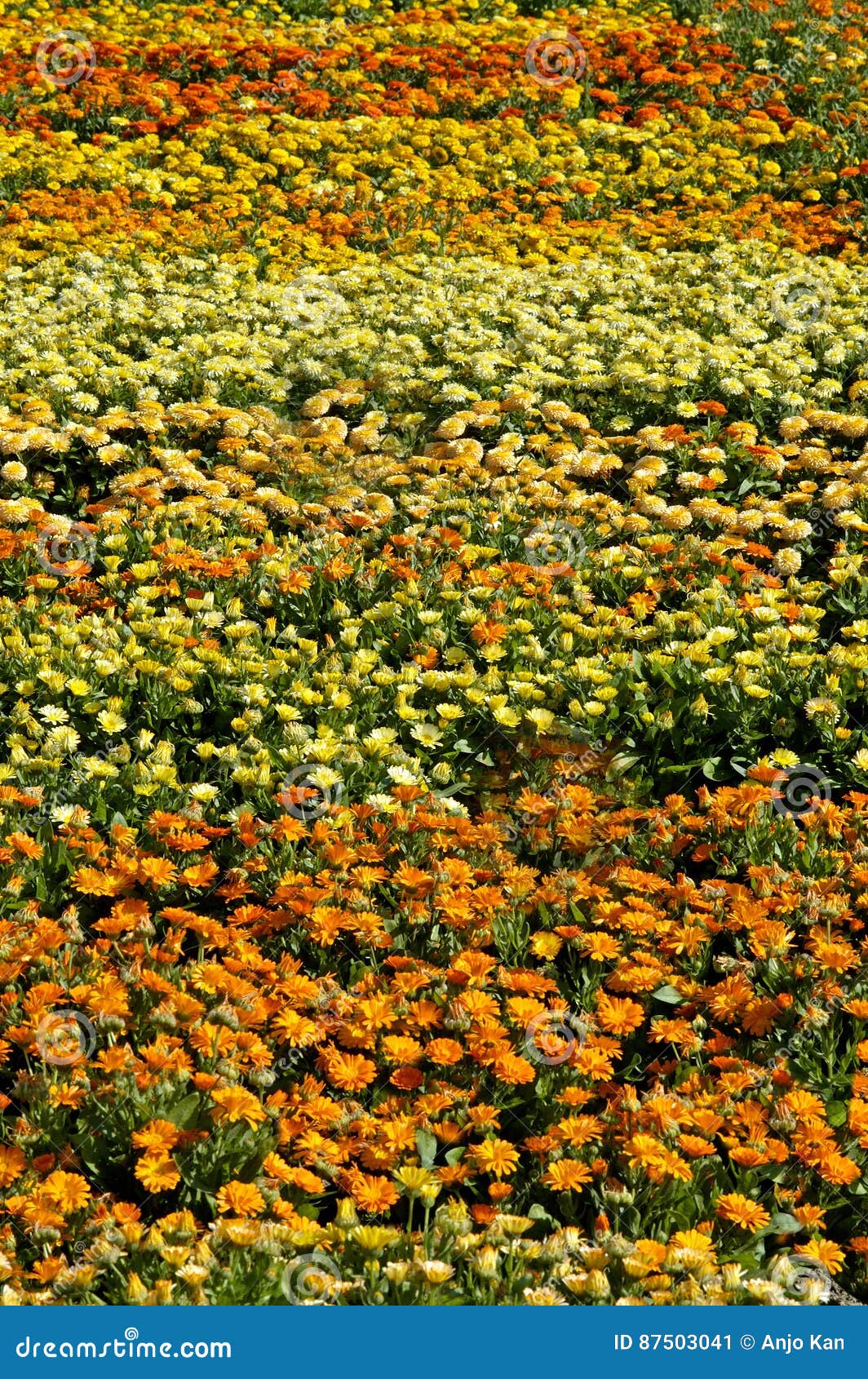 Marigold field stock image. Image of colorfull, autumn - 87503041