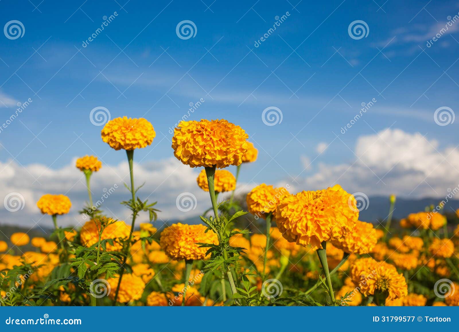 Marigold field stock image. Image of field, scene, blossom - 31799577