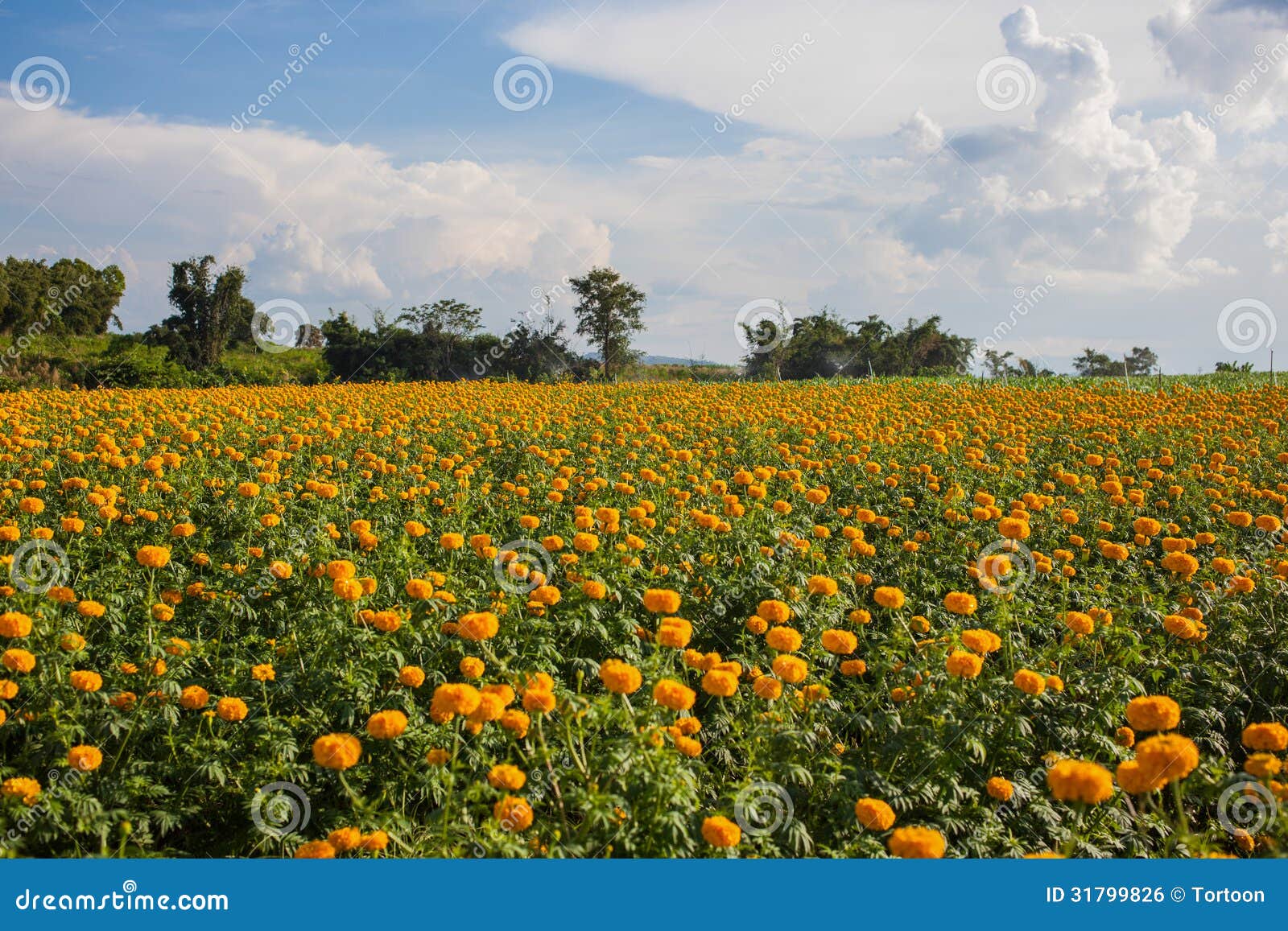 Marigold field stock photo. Image of grass, scene, landscape - 31799826