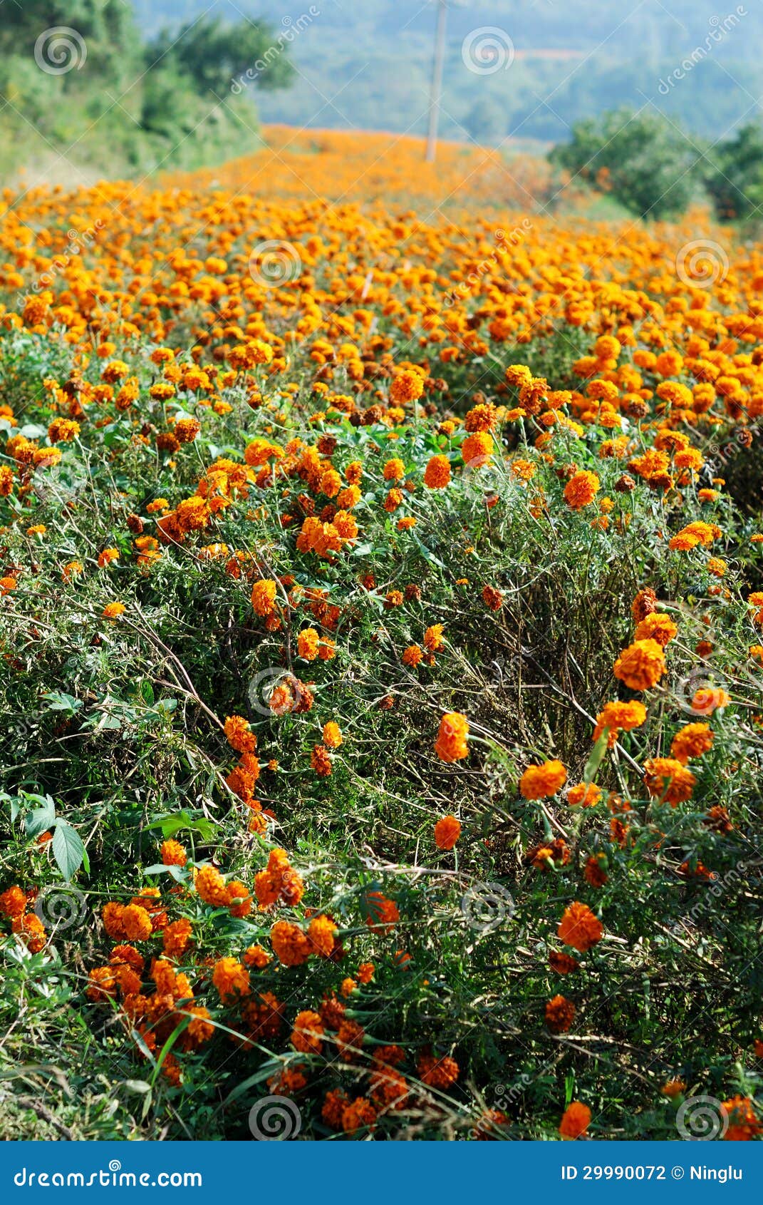 Marigold field stock photo. Image of color, growth, foliage - 29990072