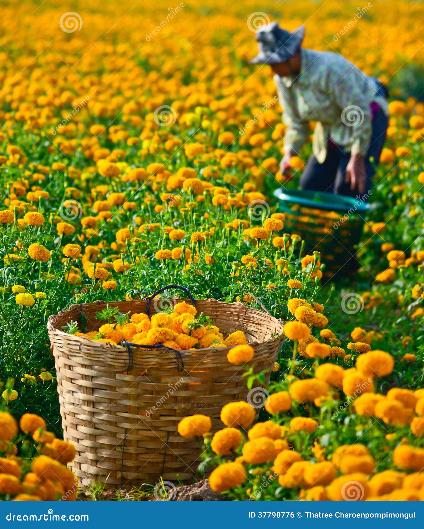 Marigold field in thailand editorial photo. Image of clear - 37790776