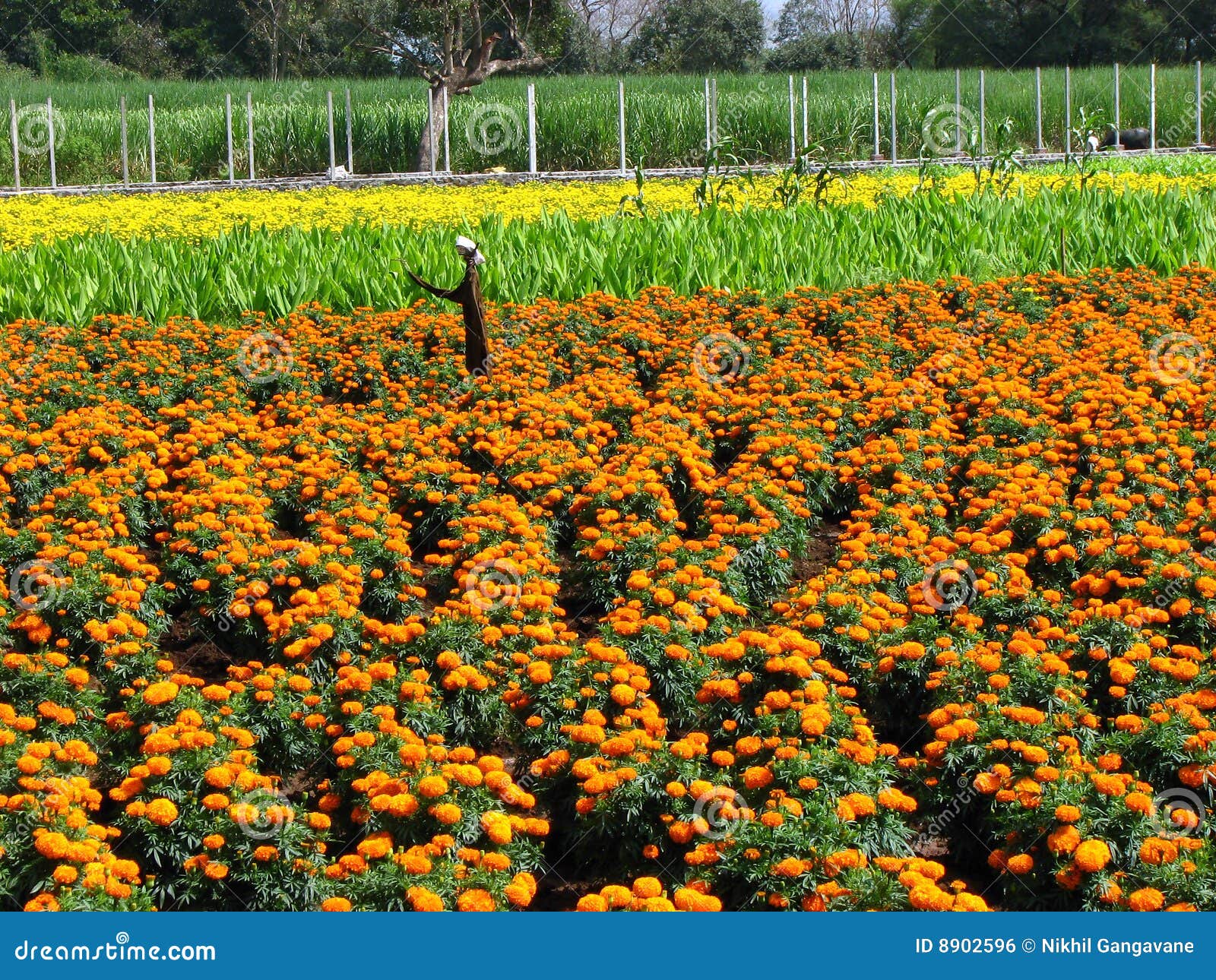 Marigold Fields stock photo. Image of colros, background - 8902596