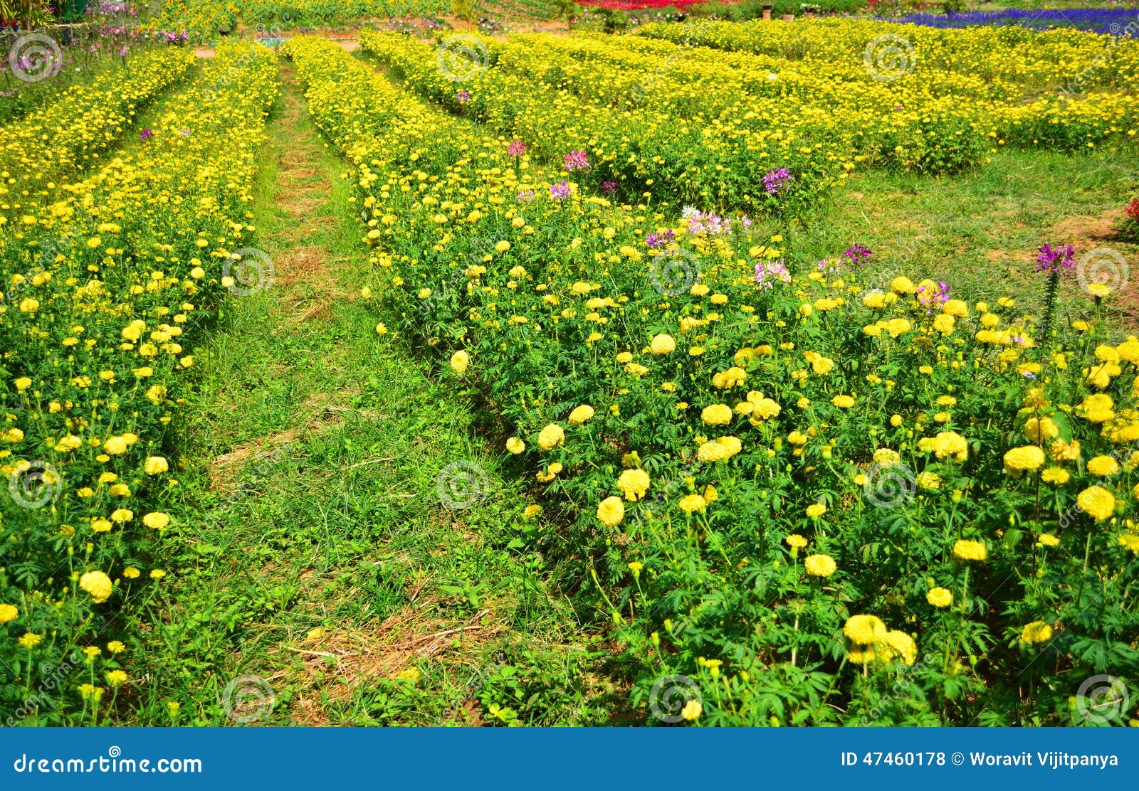 Marigold fields stock photo. Image of pink, horizontal - 47460178