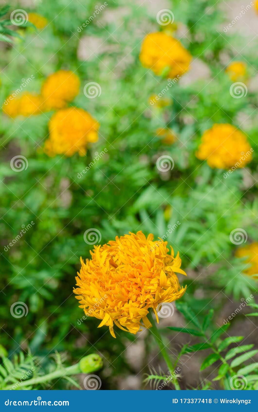 Marigold Flower Botanical Name is Tagetes Erecta Blooming in Natural ...