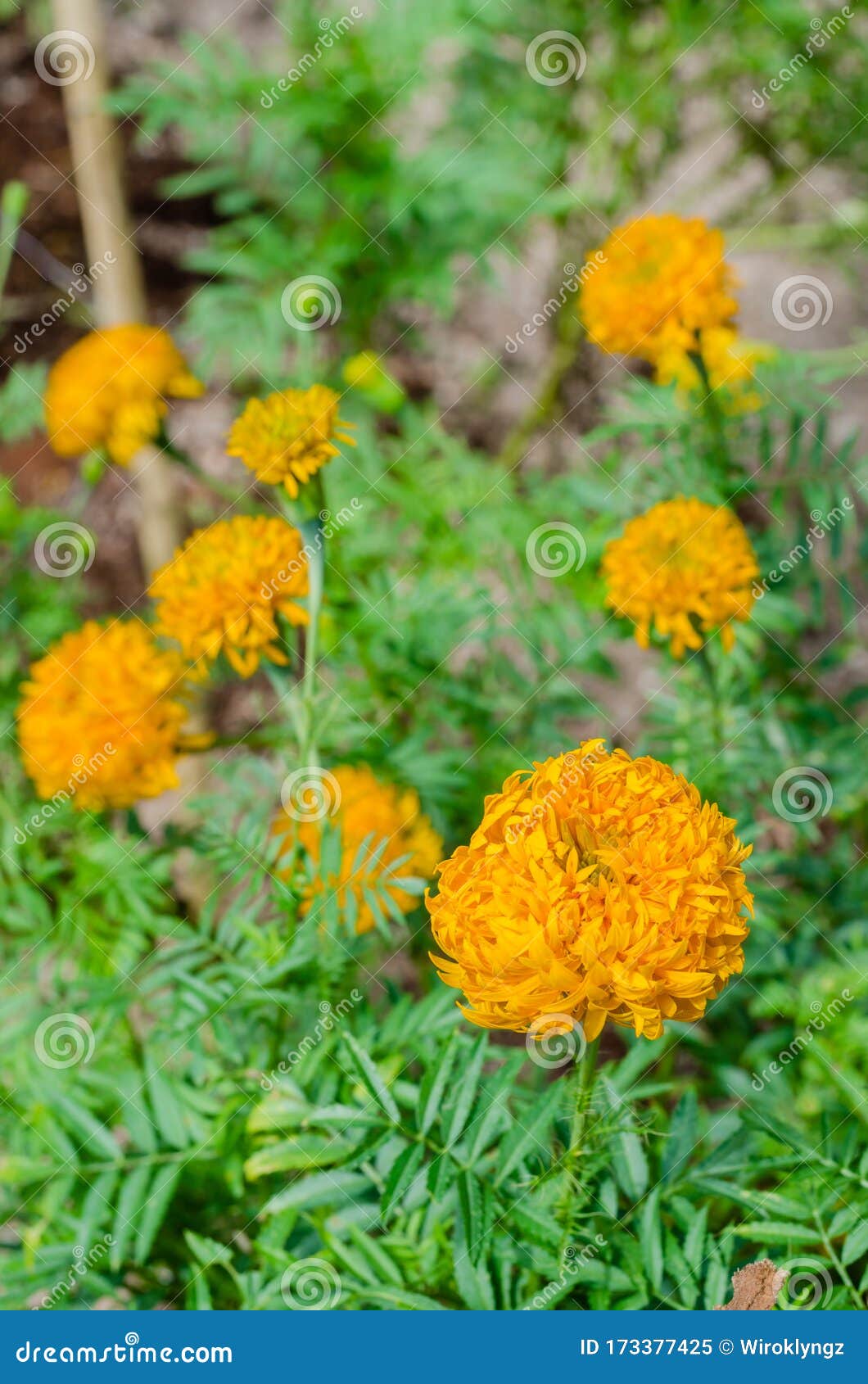 Marigold Flower Botanical Name is Tagetes Erecta Blooming in Natural ...