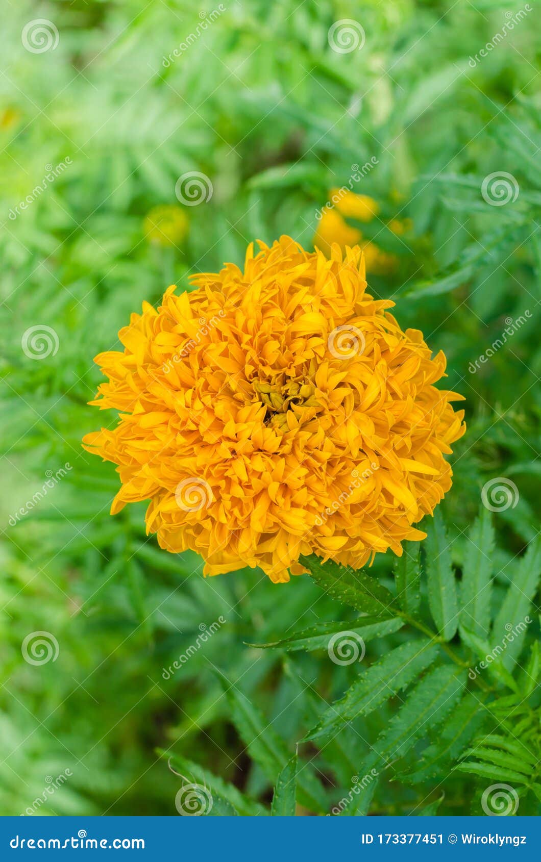 Marigold Flower Botanical Name is Tagetes Erecta Blooming in Natural ...