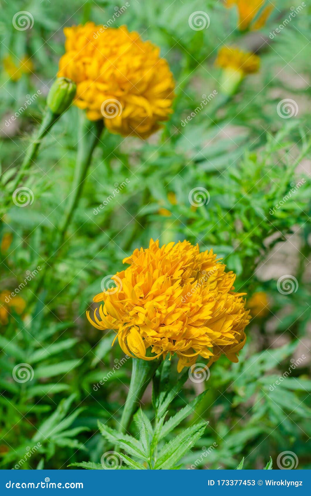 Marigold Flower Botanical Name is Tagetes Erecta Blooming in Natural ...