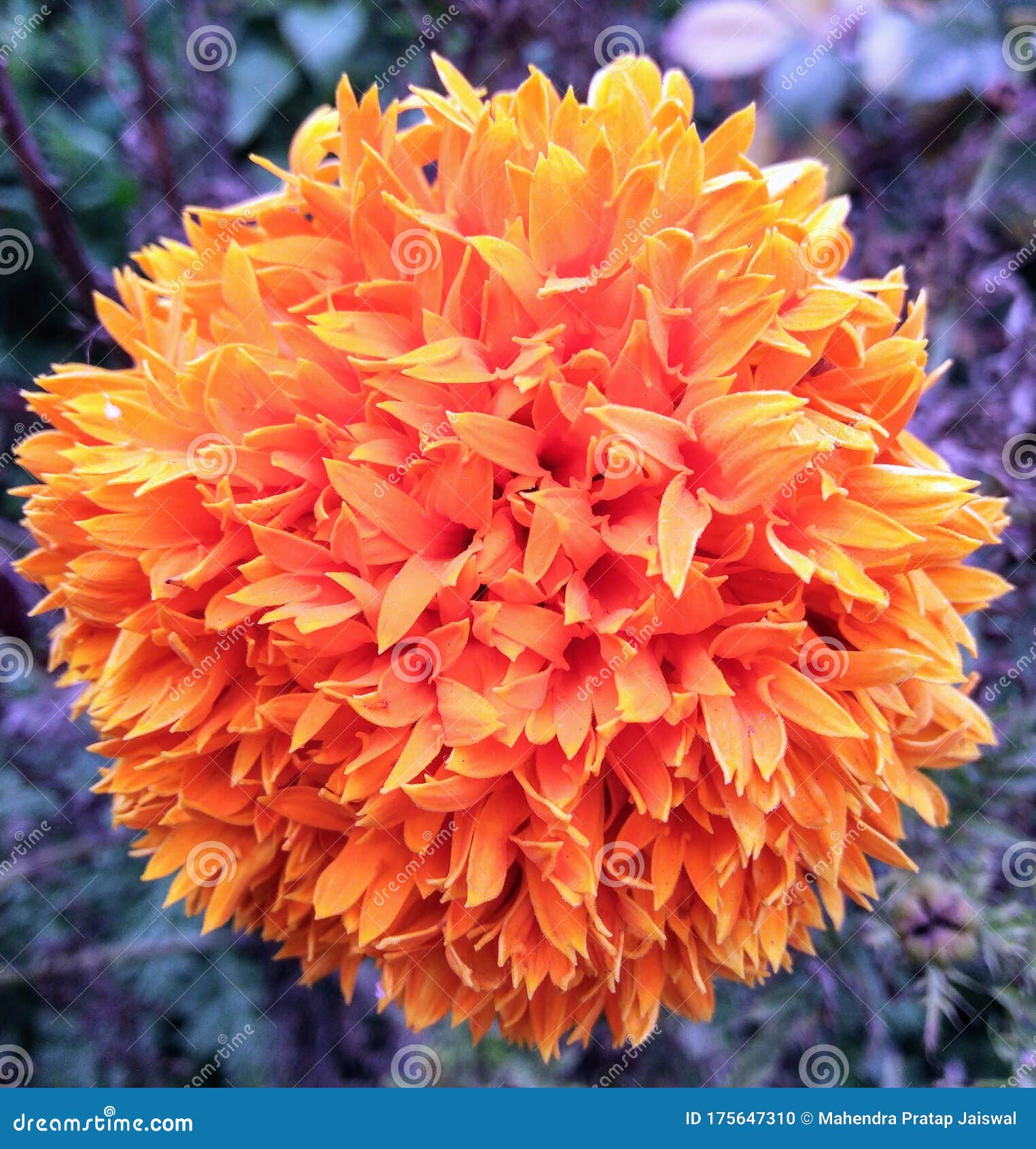 Marigold Flower Ball Shaped Stock Photo - Image of flower, marigold ...