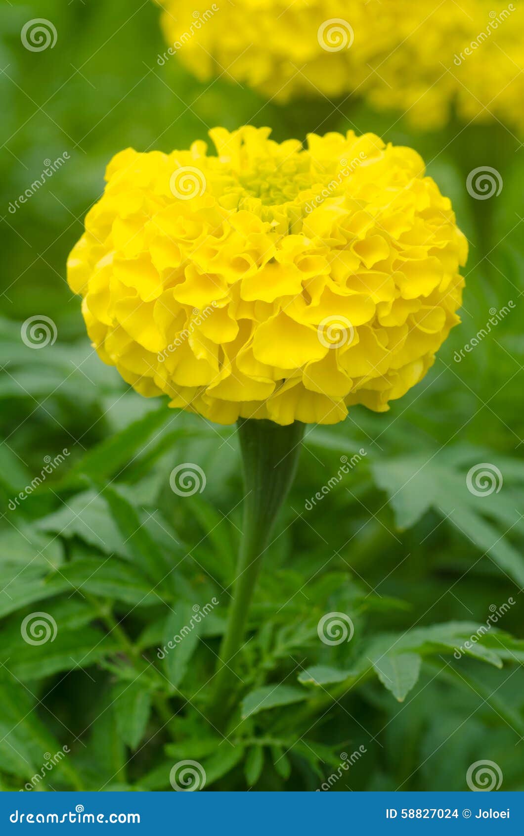 Marigold flower stock photo. Image of pollen, flower - 58827024