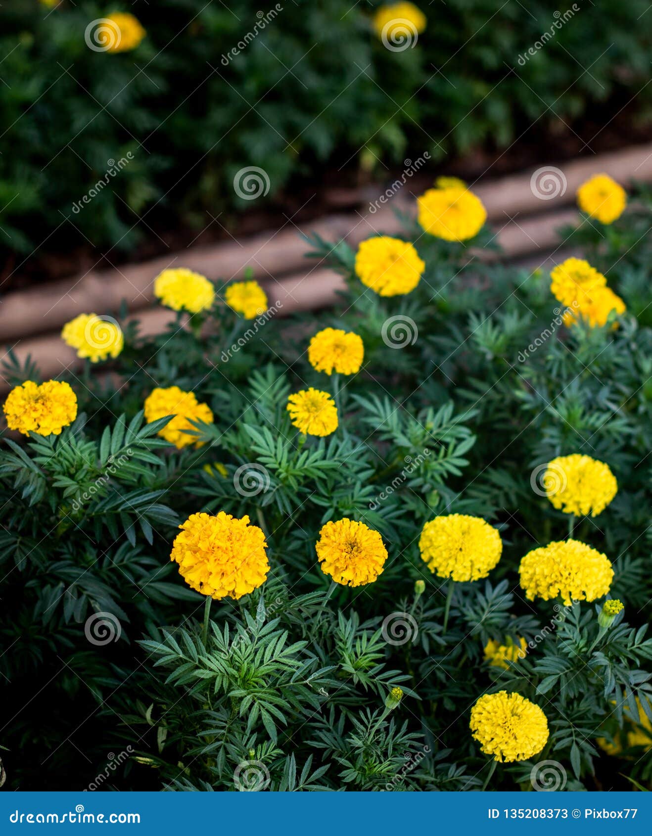 Marigold flower blooming stock image. Image of blooming - 135208373
