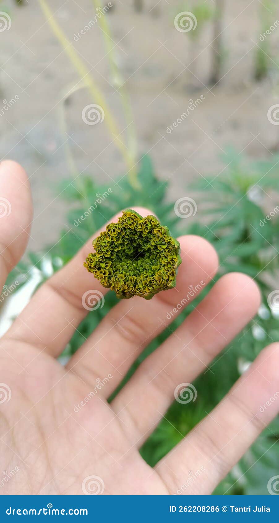 Marigold flower bud stock photo. Image of flower, marigold - 262208286