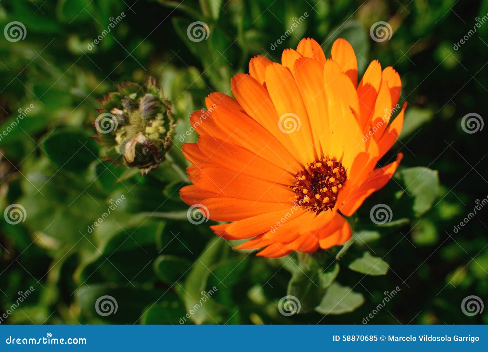 Marigold flower stock image. Image of pollen, marigold - 58870685