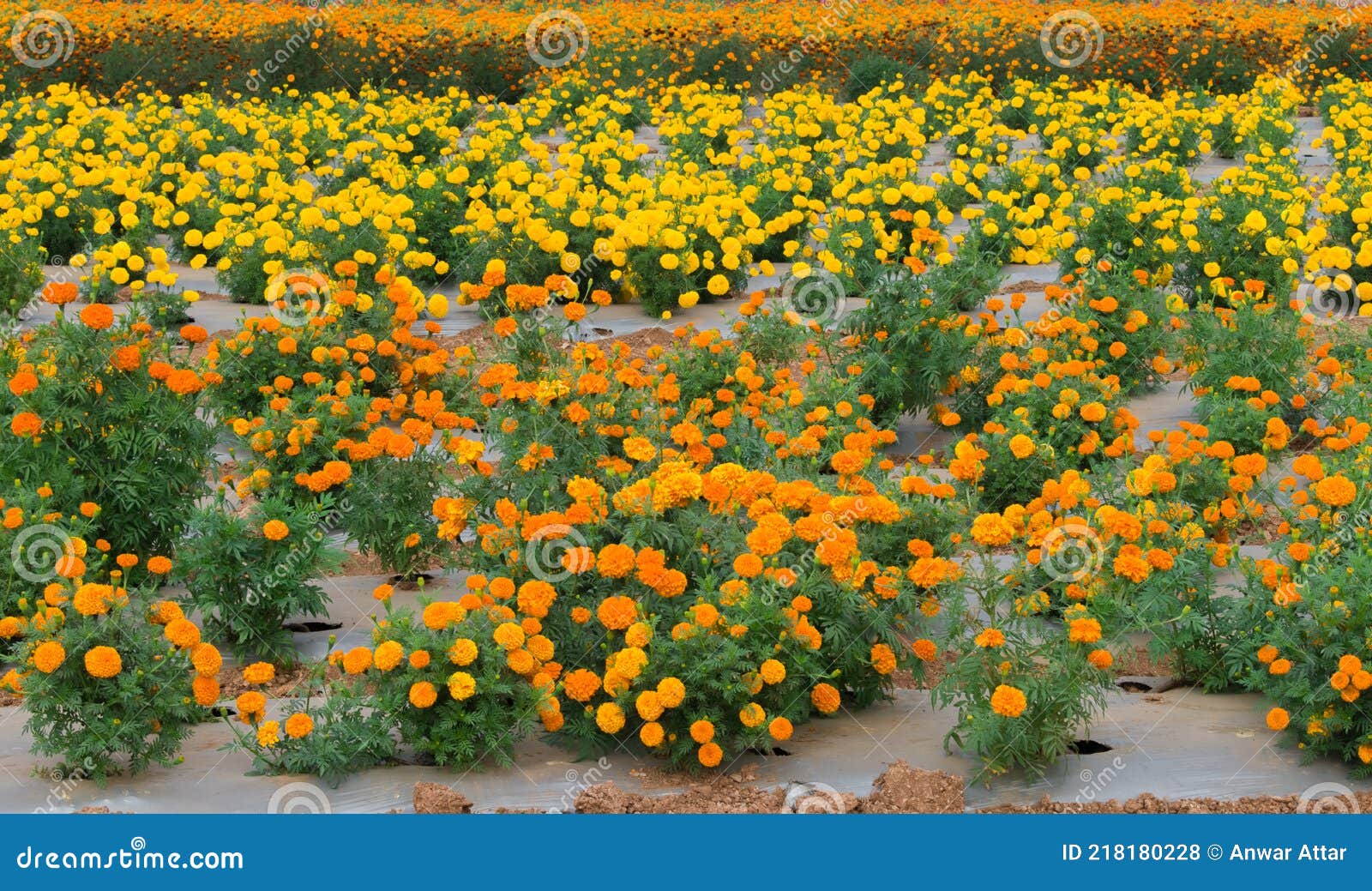 Marigold Flower Cultivation Using Modern Tech Stock Photo - Image of ...