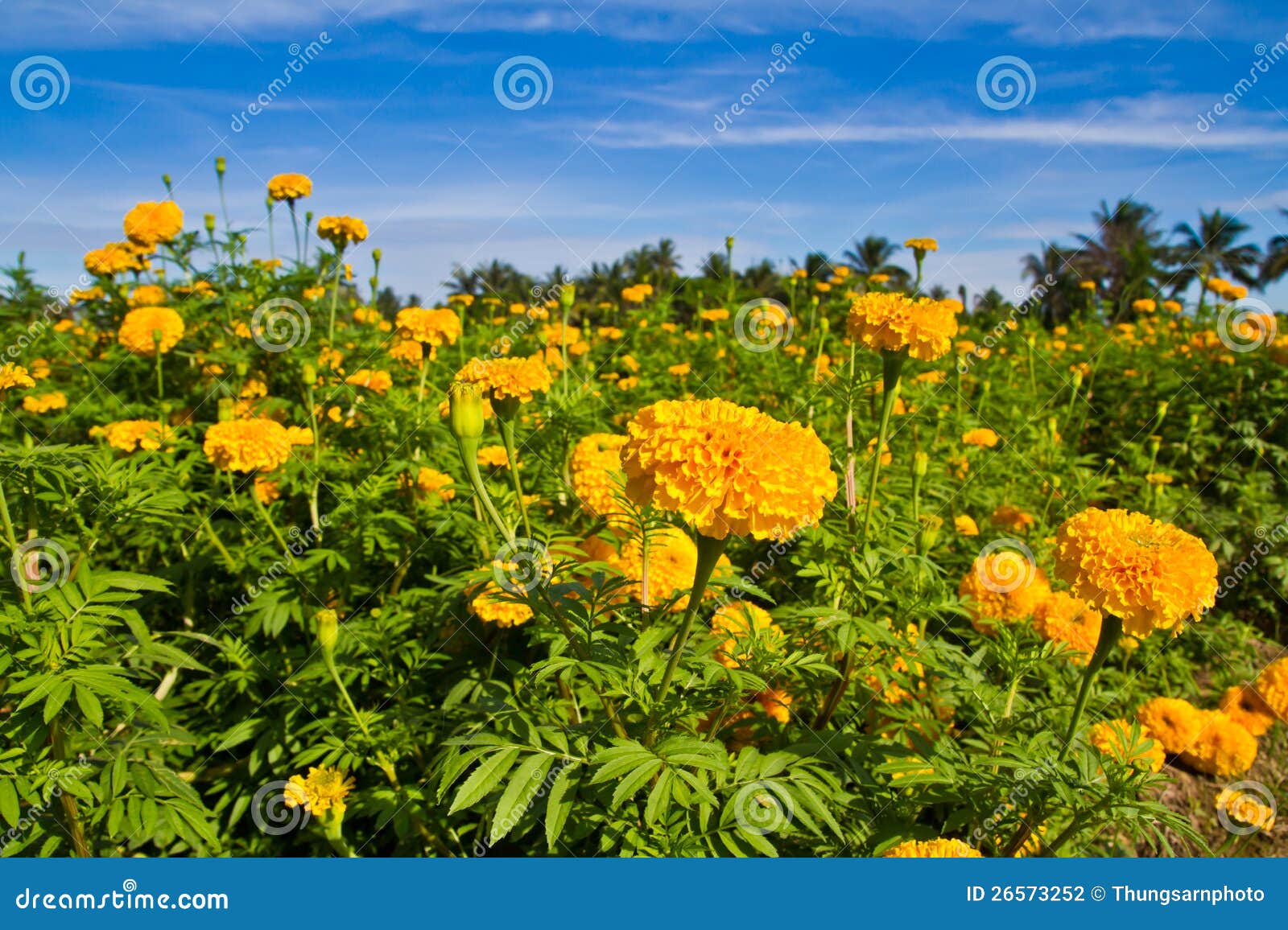 Marigold Flower in the Farm Stock Photo - Image of field, colorful ...
