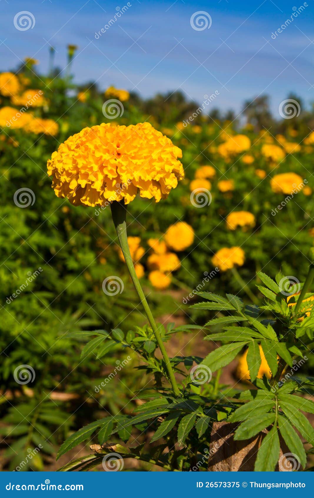 Marigold Flower in the Farm Stock Image - Image of green, field: 26573375