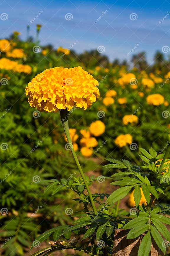 Marigold Flower in the Farm Stock Image - Image of green, field: 26573375