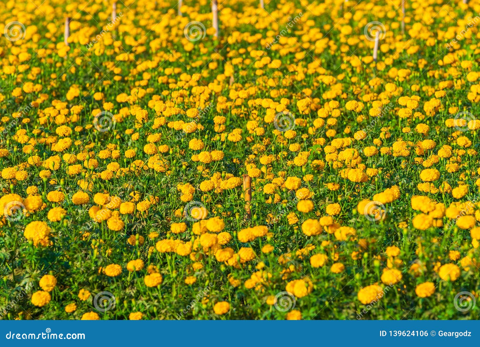Marigold flower in farm stock photo. Image of green - 139624106