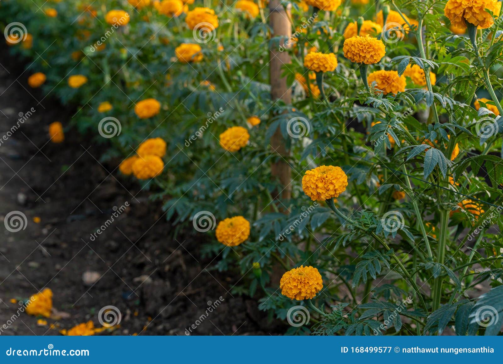 Marigold Flower in Farm Field,Beautiful Blooming Marigold Flower Farm ...