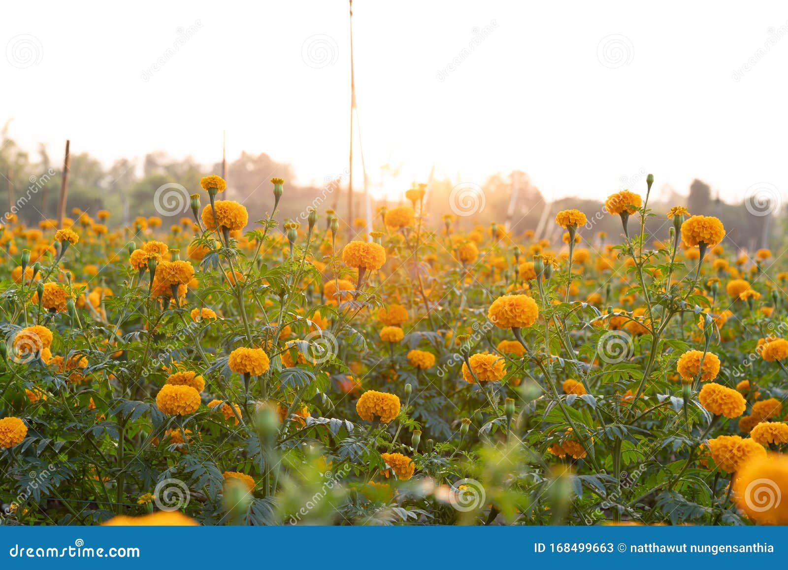 Marigold Flower in Farm Field,Beautiful Blooming Marigold Flower Farm ...