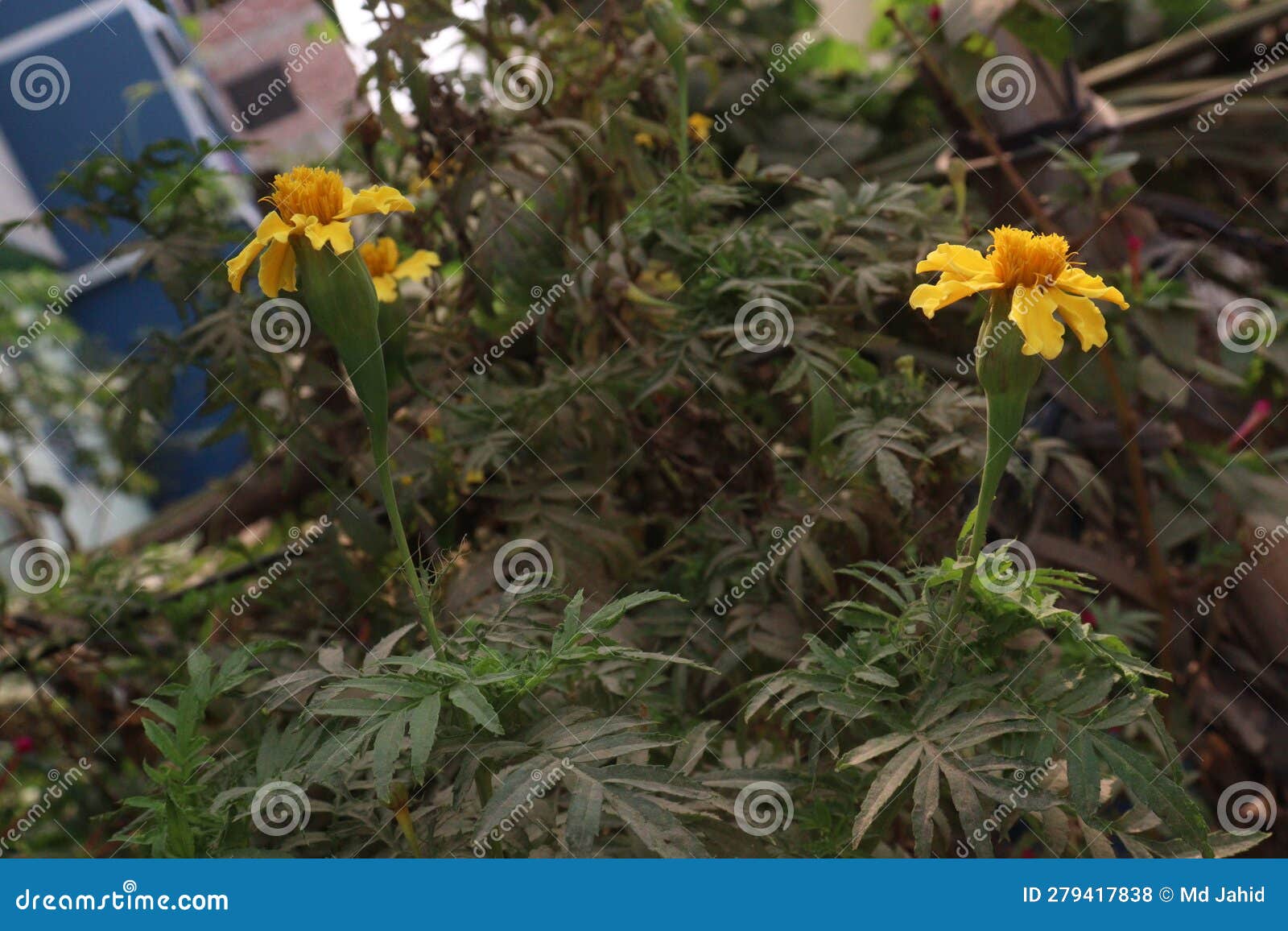 Marigold Flower on Farm for Harvest Stock Photo - Image of fall, bright ...