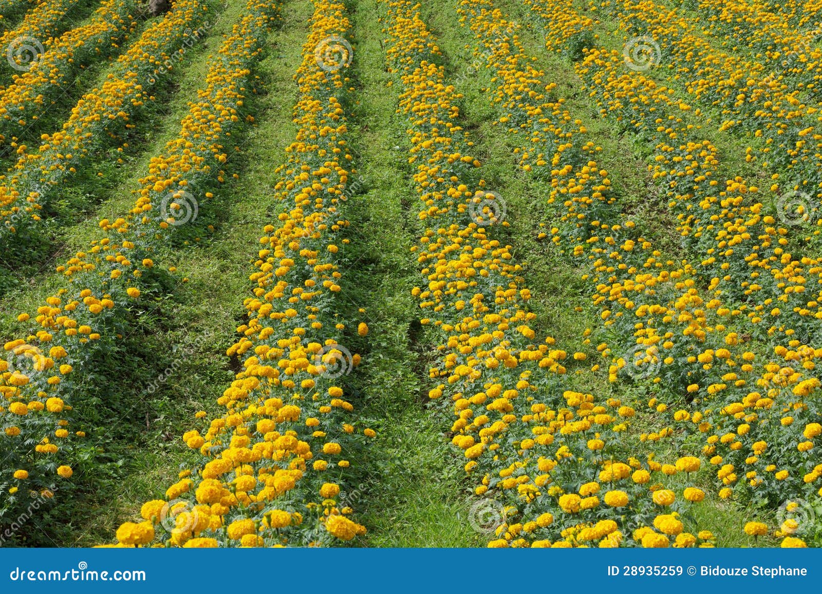 Marigold flower field stock image. Image of lines, province - 28935259