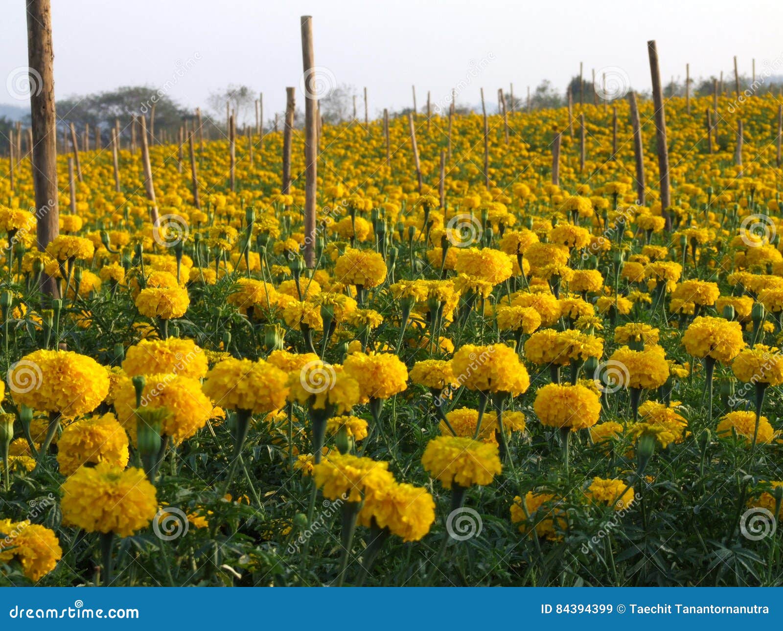 Marigold flower field stock image. Image of field, marigold - 84394399