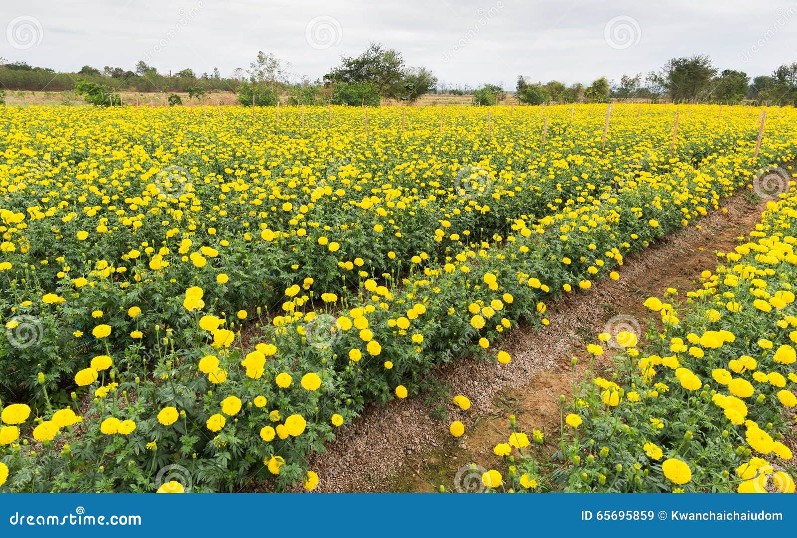 Marigold flower field stock image. Image of marigold - 65695859