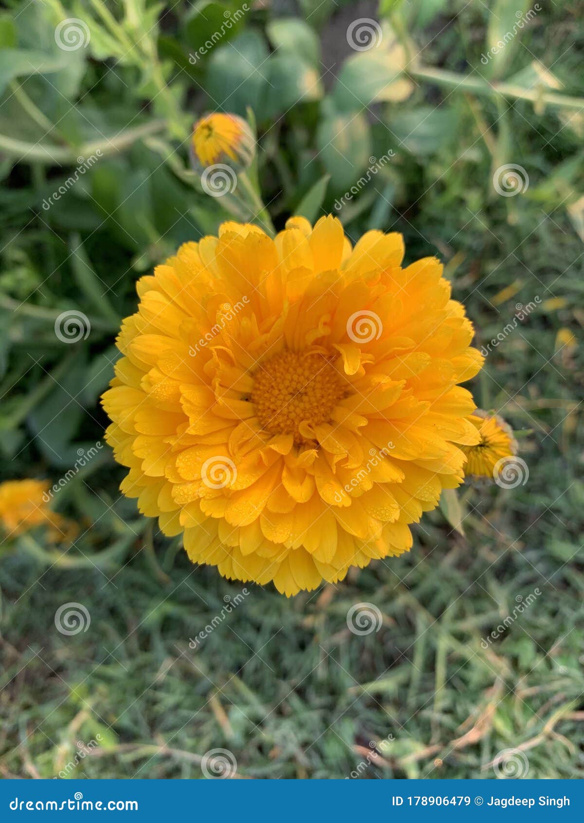 A Very Happy Marigold Flower Stock Image - Image of close, green: 178906479