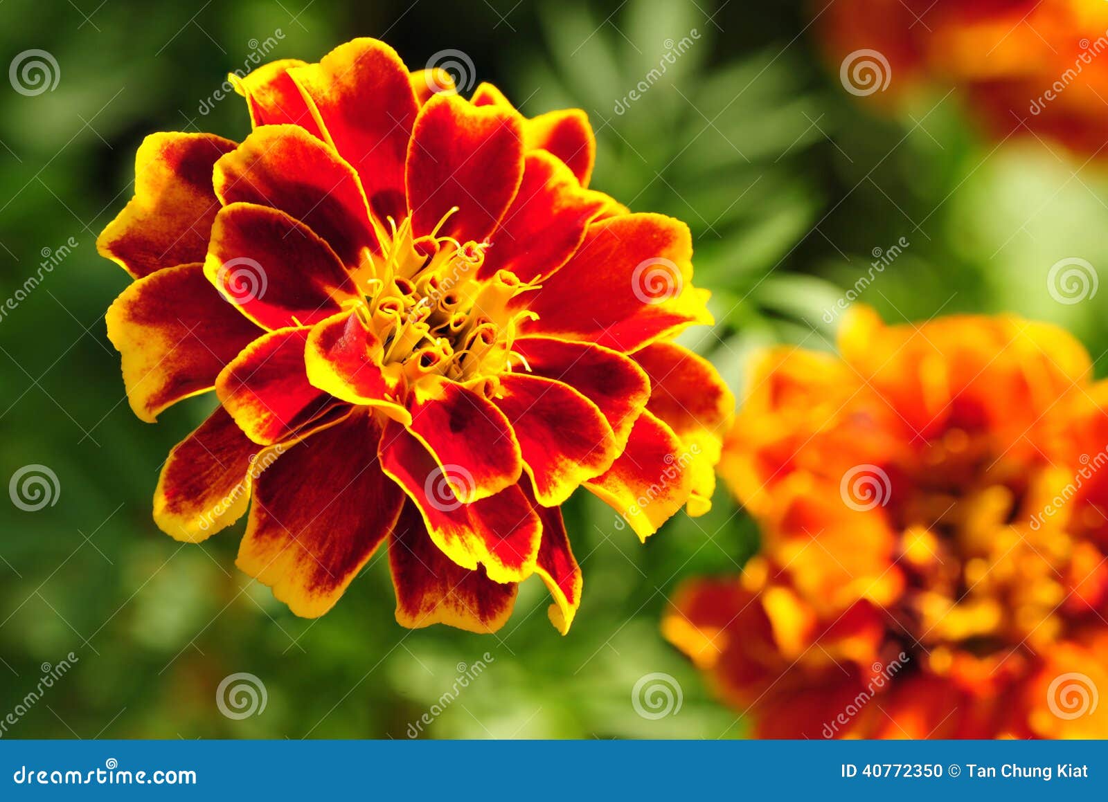 Marigold stock photo. Image of marigold, blooming, orange - 40772350