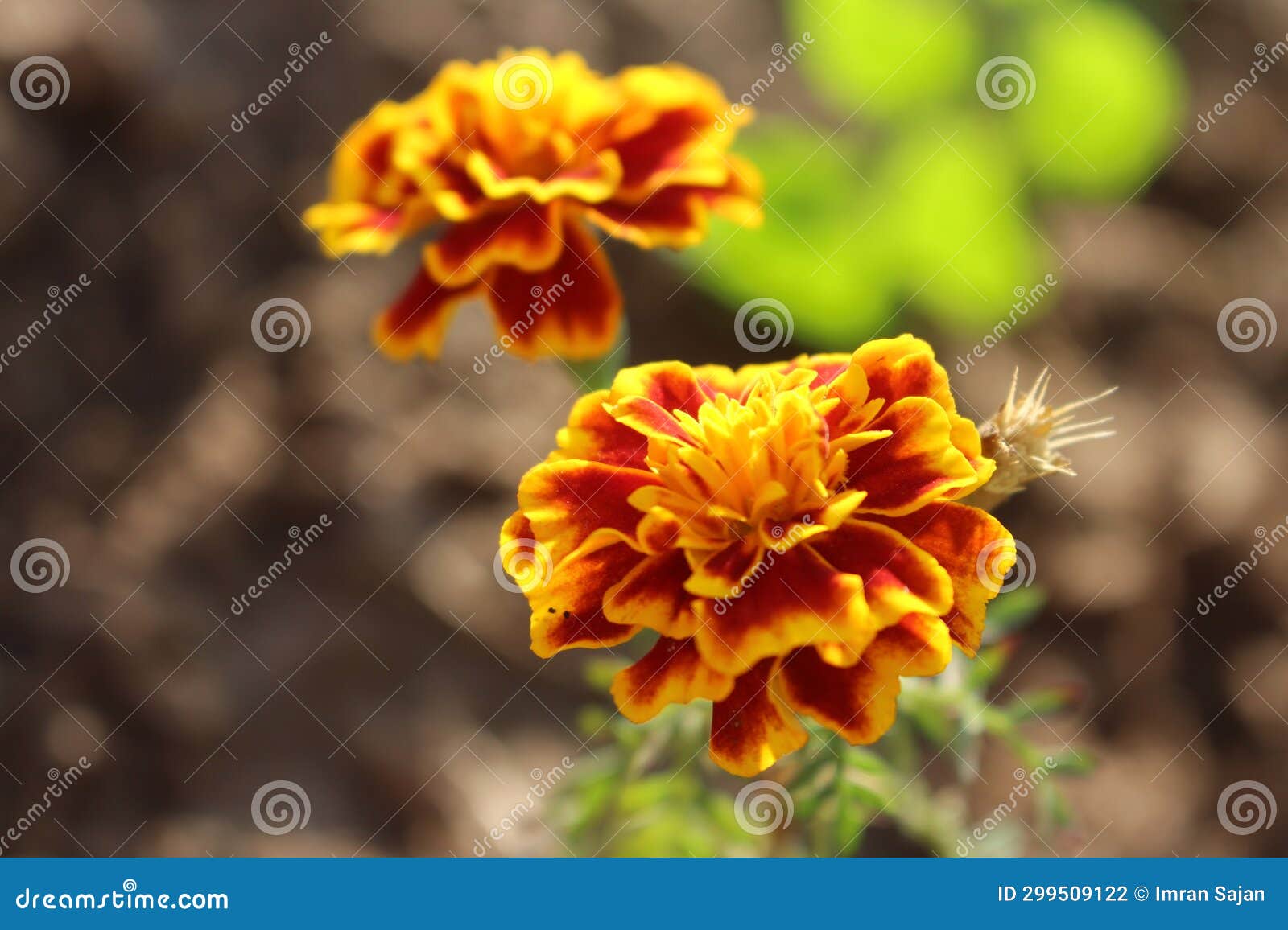 Marigold Flower or Ganda in Sanskrit Stock Photo - Image of indoor ...