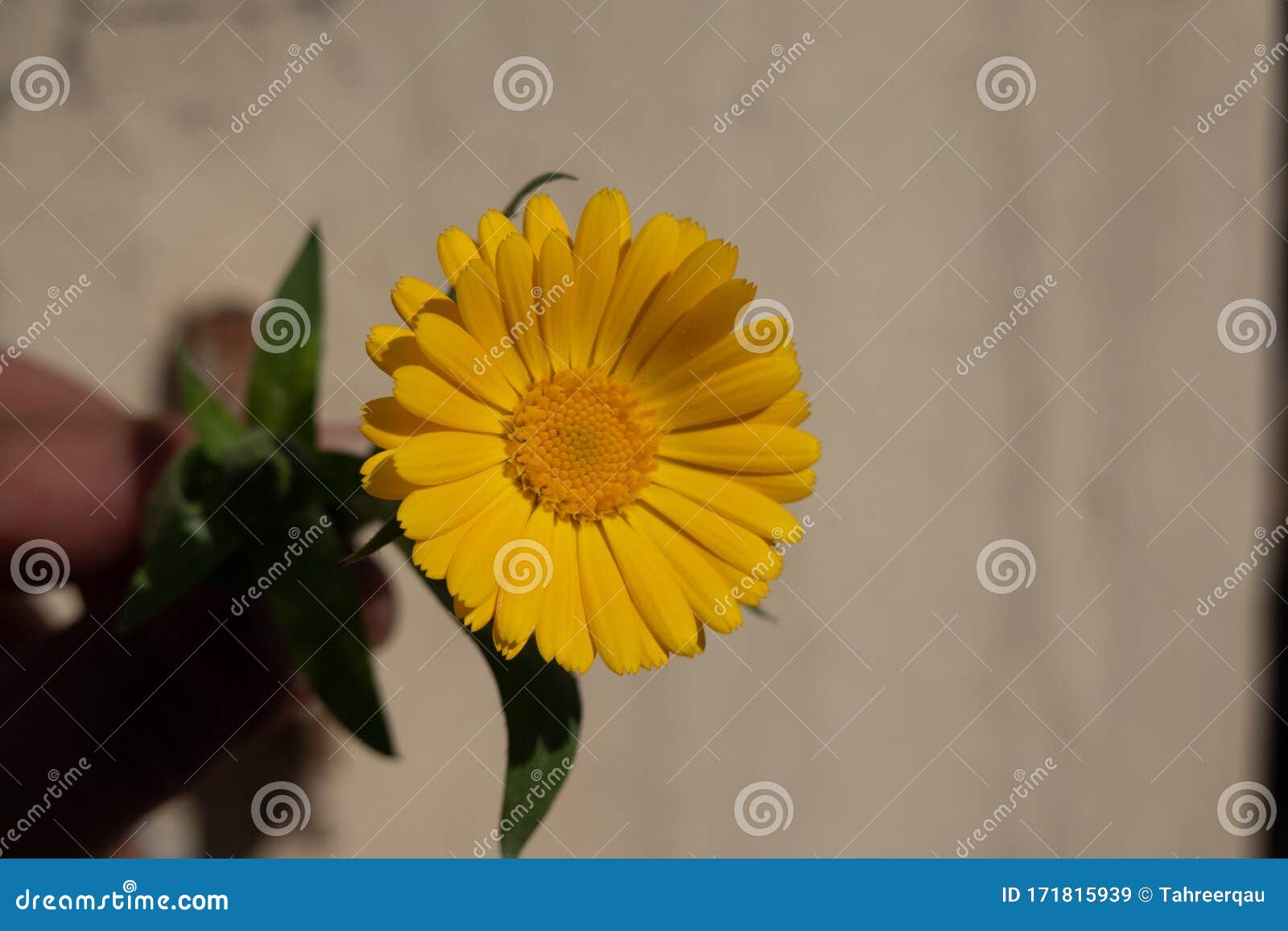 Marigold flower in hand stock image. Image of floral - 171815939