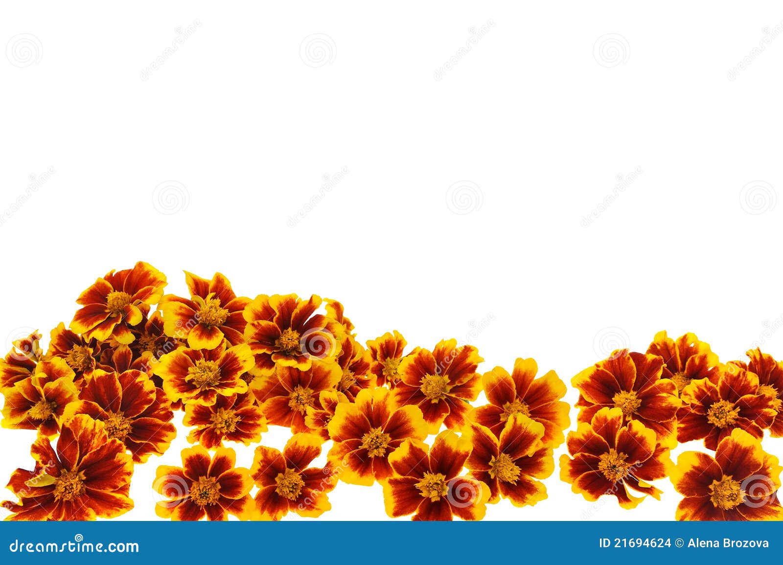 Marigold Flower Heads Over White Background Stock Photo - Image of ...