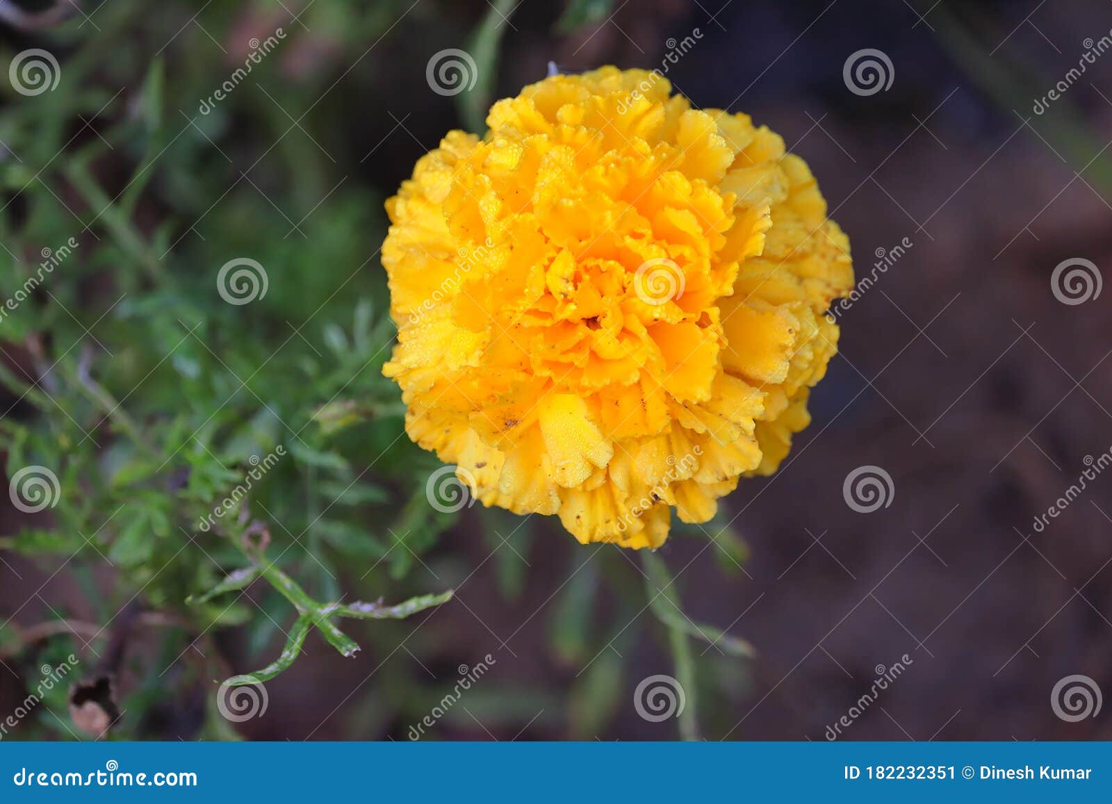 Image of marigold flower stock image. Image of medicine - 182232351