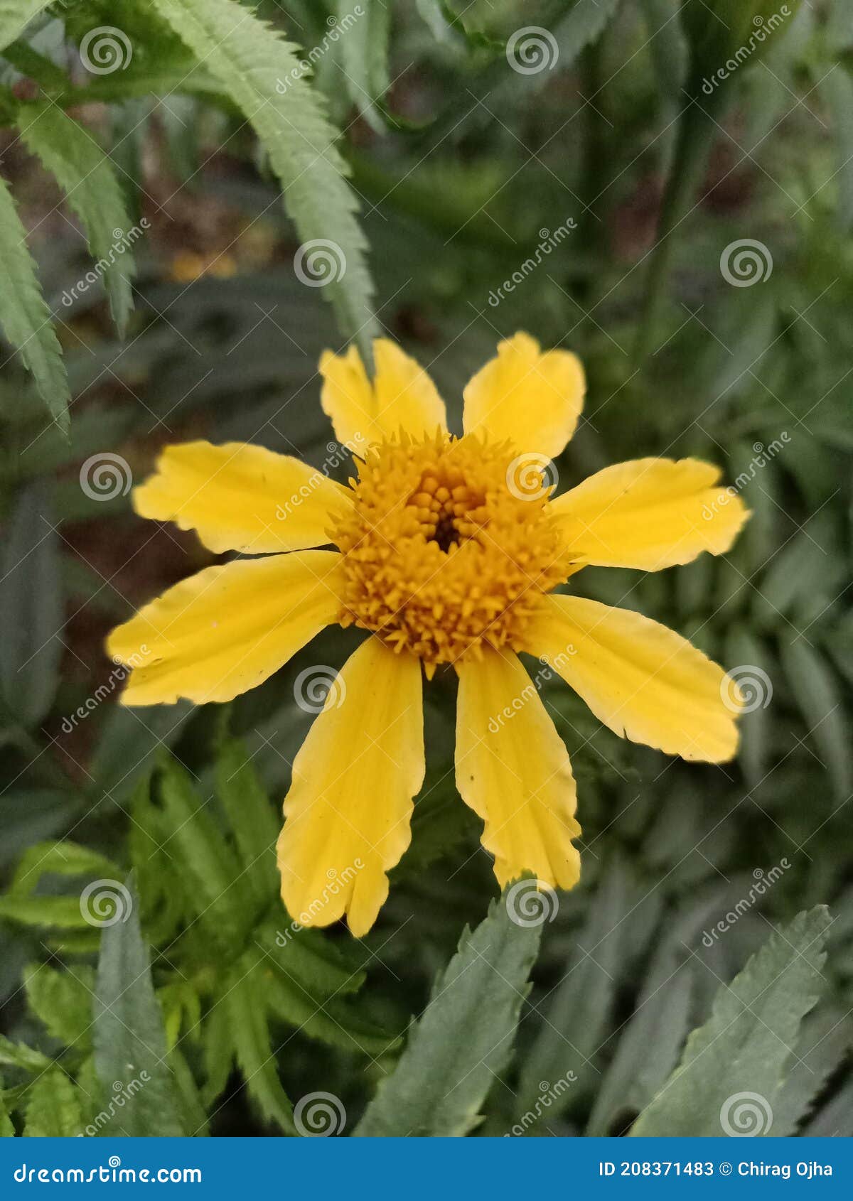 Marigold Flower with Multiple Layer with the Bloom Single or Double ...