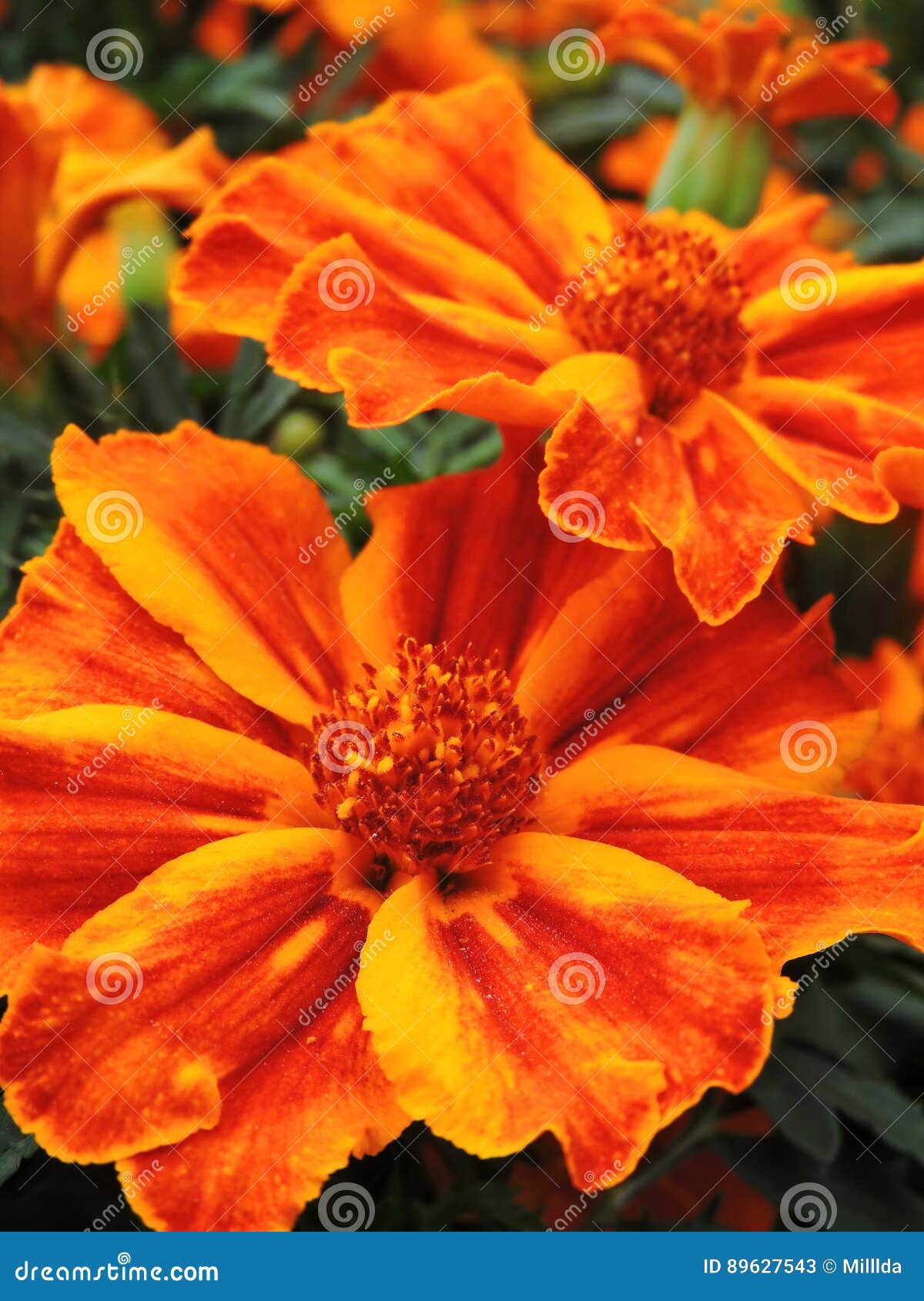 Marigold flower stock image. Image of orange, macro, marigold - 89627543