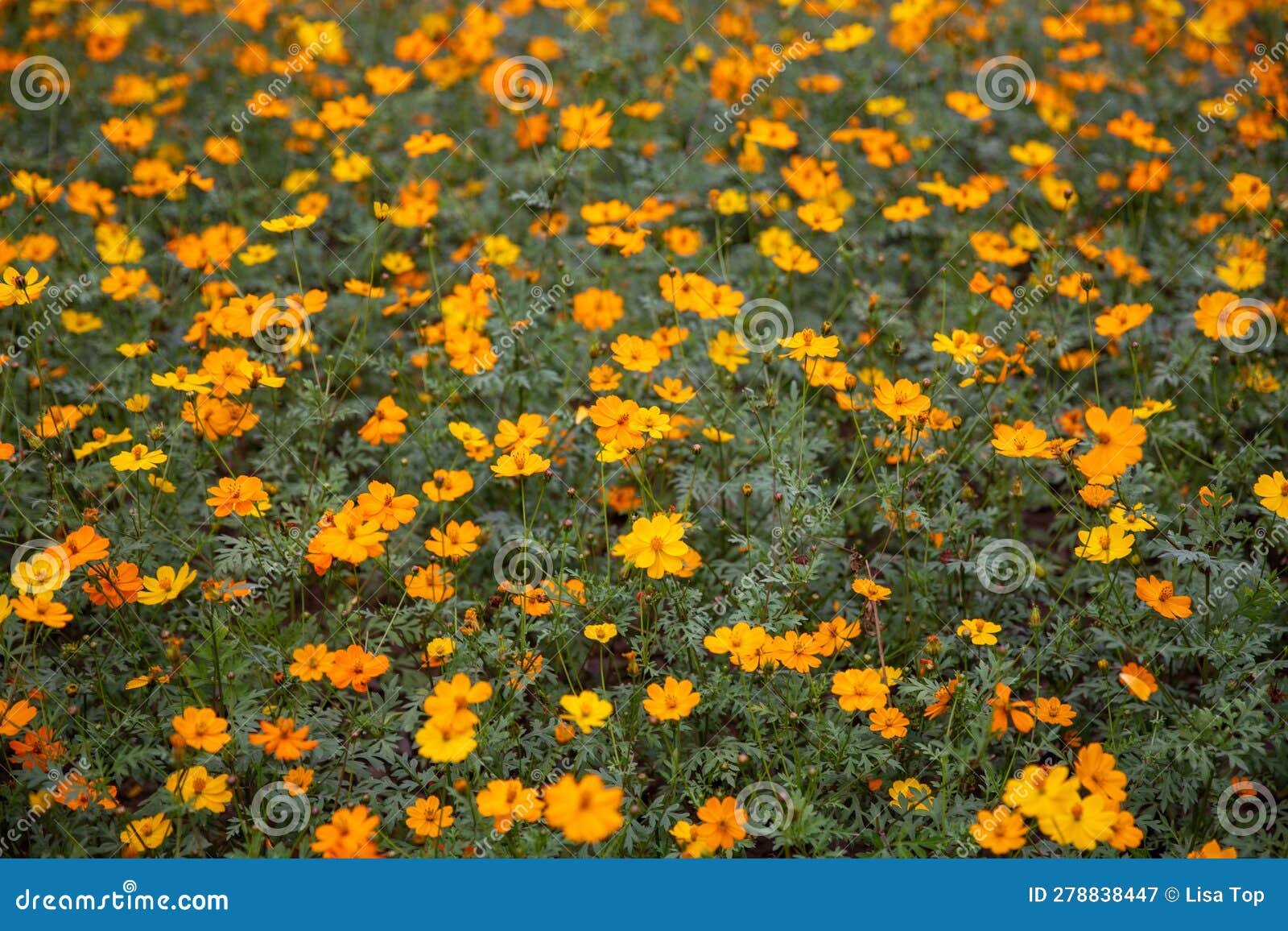 Marigold flower patch stock image. Image of asia, wall - 278838447