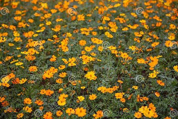 Marigold flower patch stock image. Image of asia, wall - 278838447