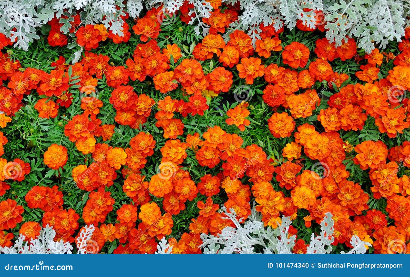 Marigold Flower and Silver Dust Stock Photo - Image of leaf, dust ...
