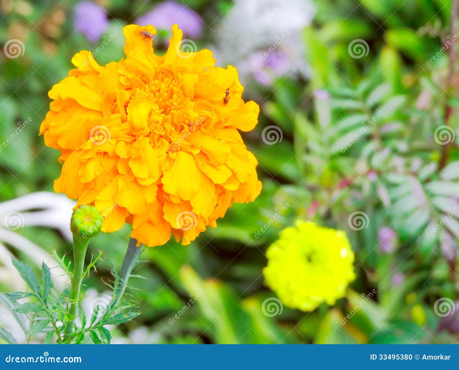 Marigold flower stock photo. Image of vibrant, botanic - 33495380