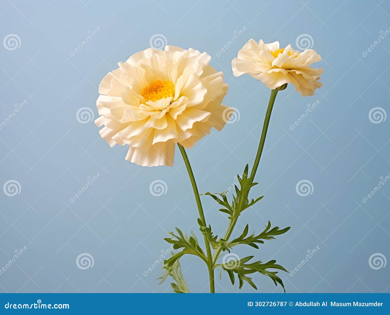 Marigold Flower in Studio Background, Single Marigold Flower, Beautiful ...