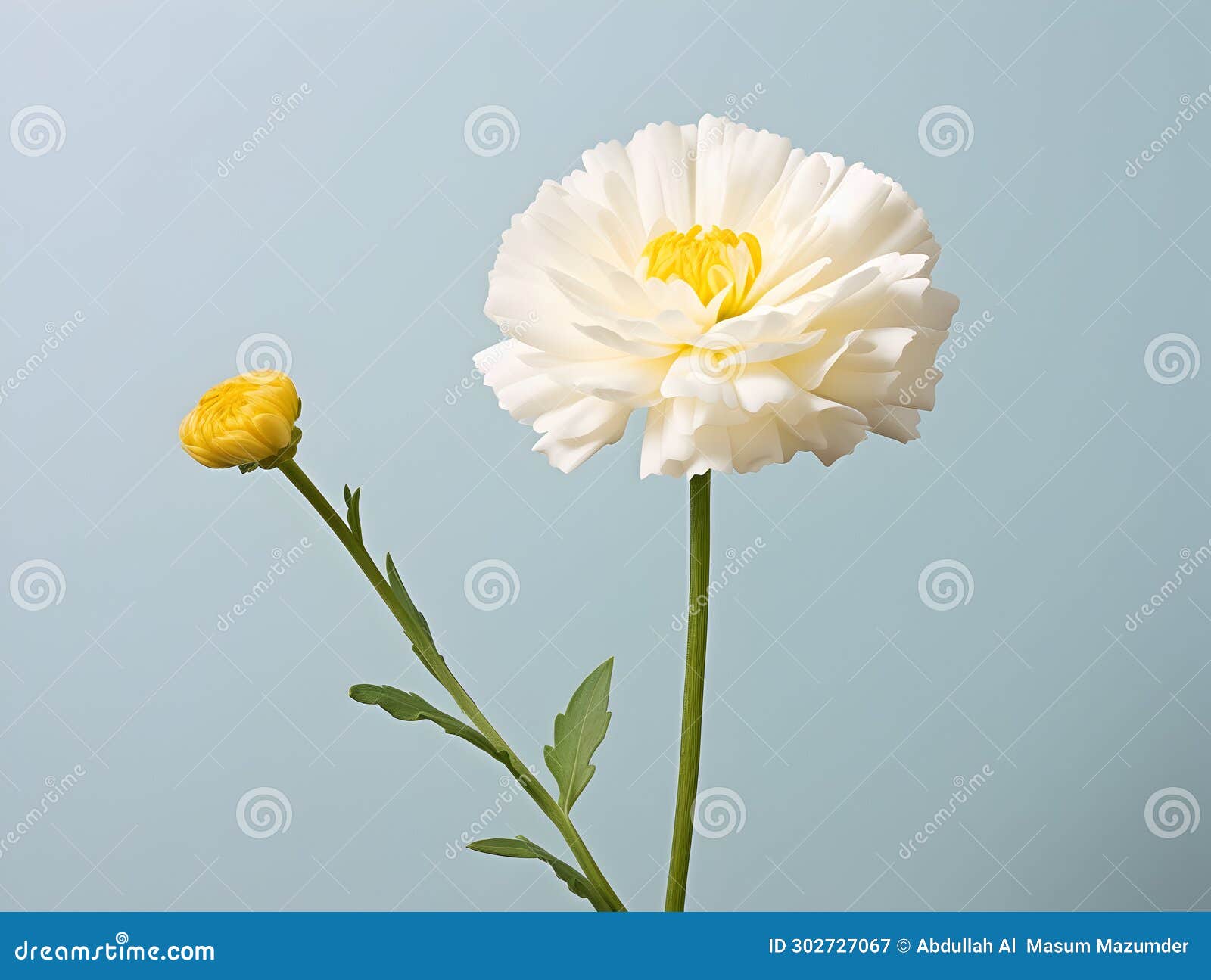 Marigold Flower in Studio Background, Single Marigold Flower, Beautiful ...