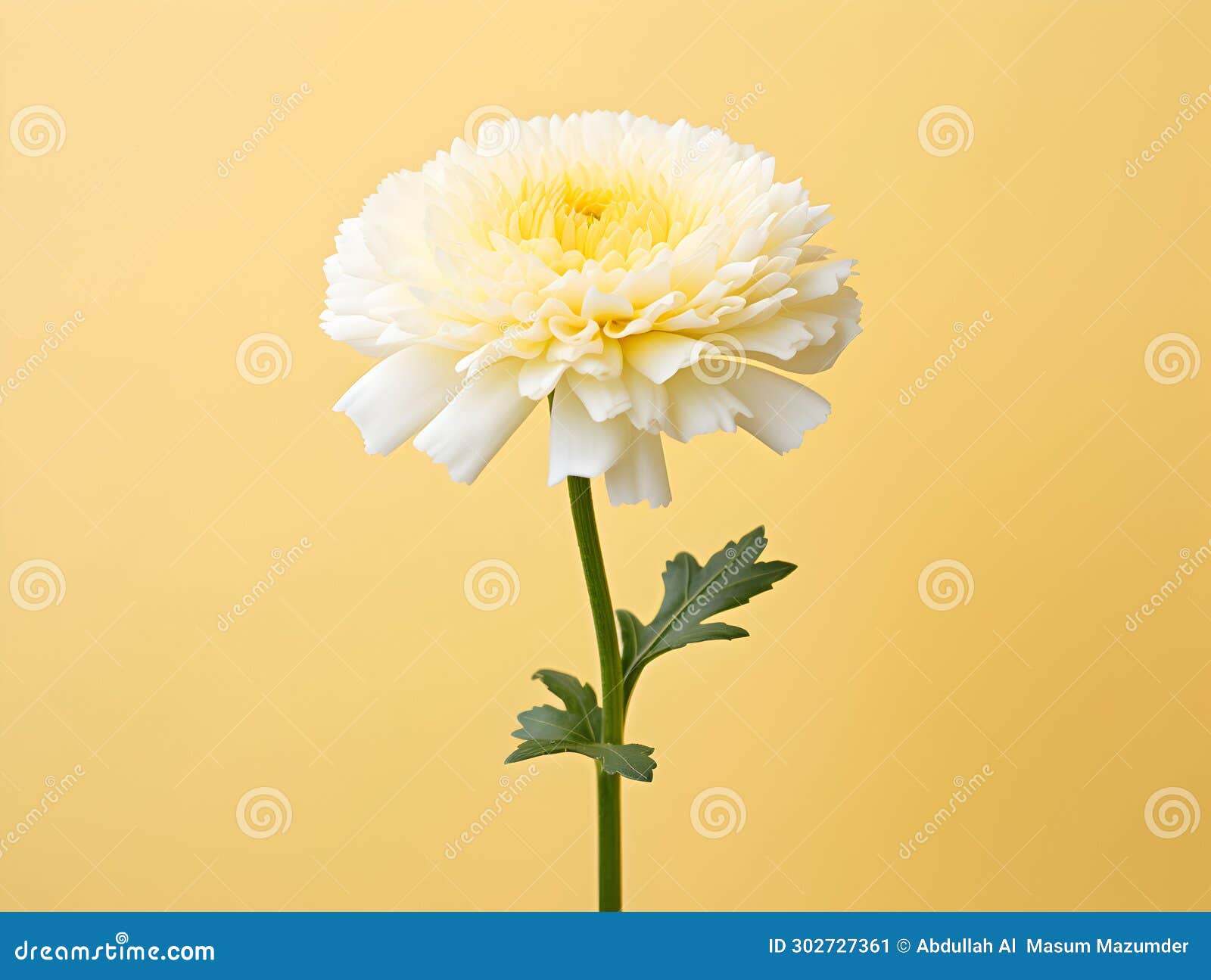 Marigold Flower in Studio Background, Single Marigold Flower, Beautiful ...