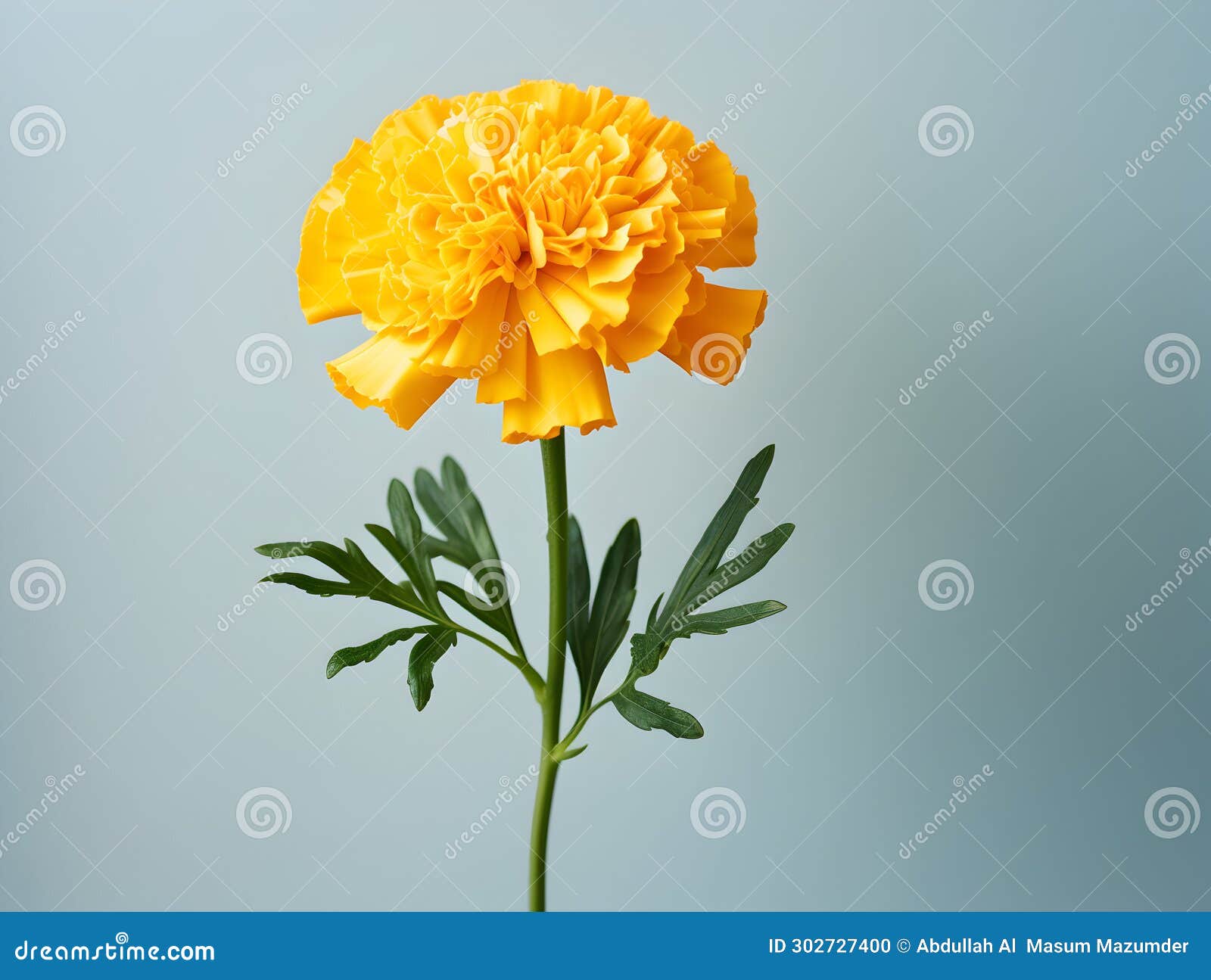Marigold Flower in Studio Background, Single Marigold Flower, Beautiful ...
