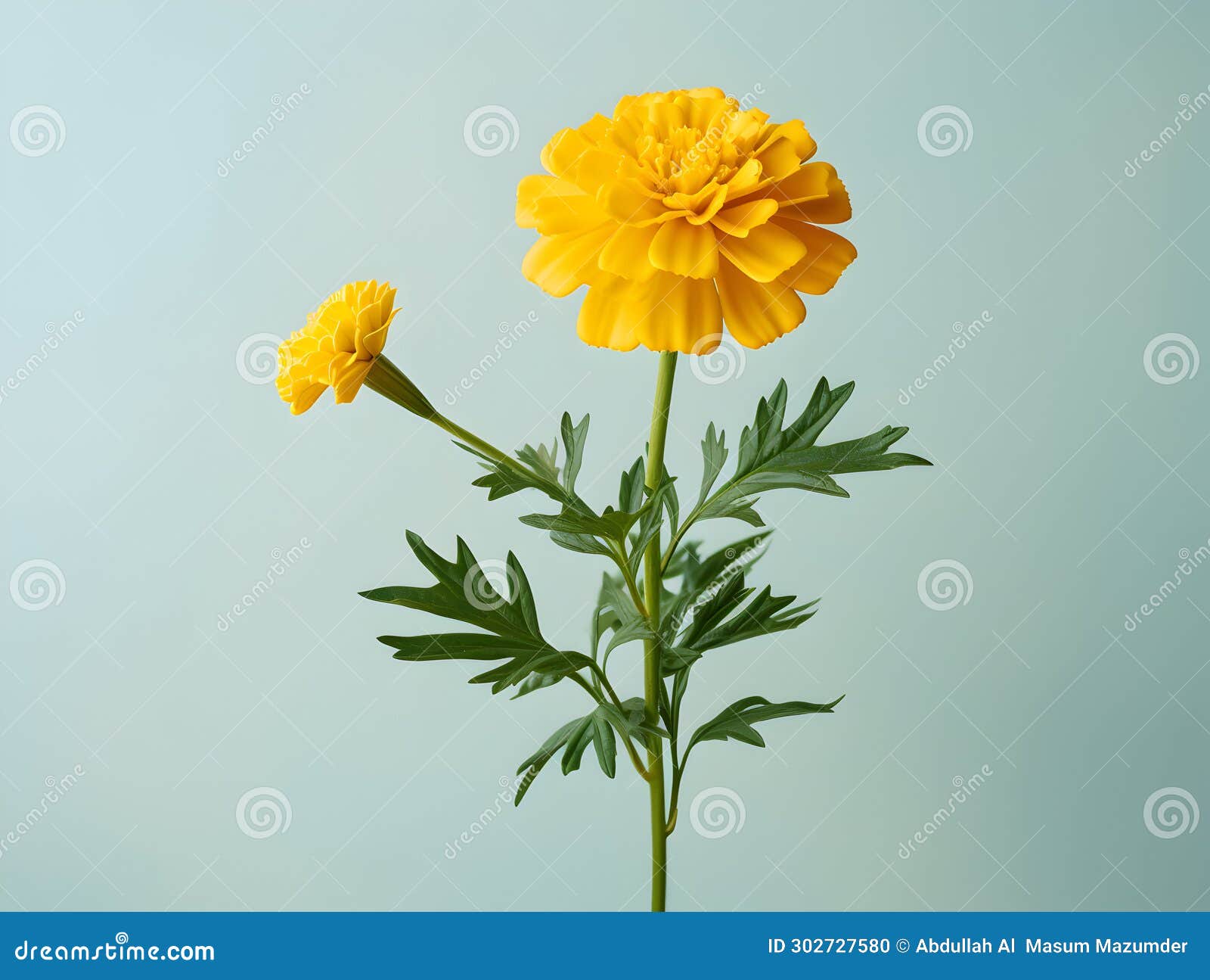 Marigold Flower in Studio Background, Single Marigold Flower, Beautiful ...