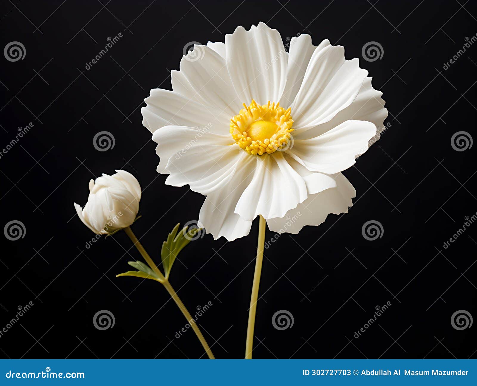 Marigold Flower in Studio Background, Single Marigold Flower, Beautiful ...