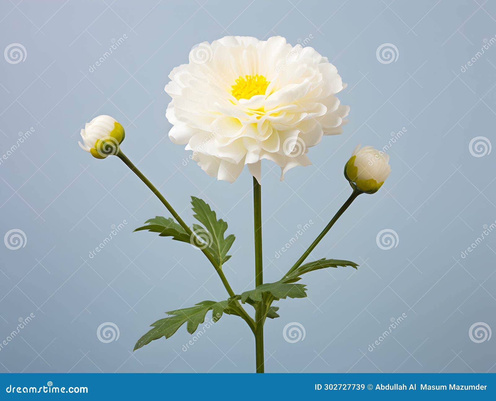 Marigold Flower in Studio Background, Single Marigold Flower, Beautiful ...